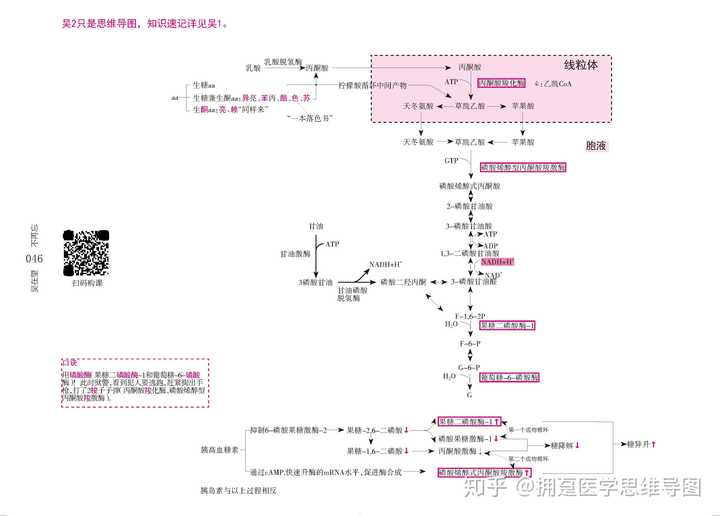 糖酵解途径图解 糖酵解和三羧酸循环图 糖酵解途径详图 大山谷图库