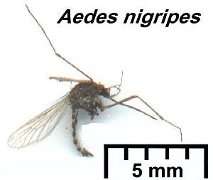 三眼乌鸦 的想法: 极地吸血鬼：北极沼蚊（Arctic mosquito） | 北极沼蚊（Aedes nigripes）是一种生活在地球最极端环境之一的伊蚊类昆虫，被认为是分布最北的蚊子之一 ...