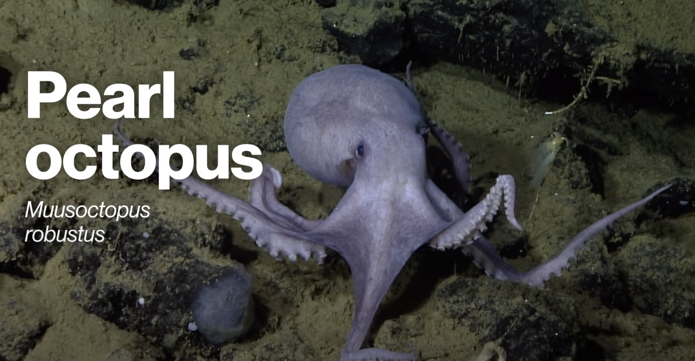 三眼乌鸦 的想法: 深海温泉的守护者：珍珠章鱼（ Pearl Octopus） | 珍珠章鱼（Muusoctopus robustus），俗称 ...