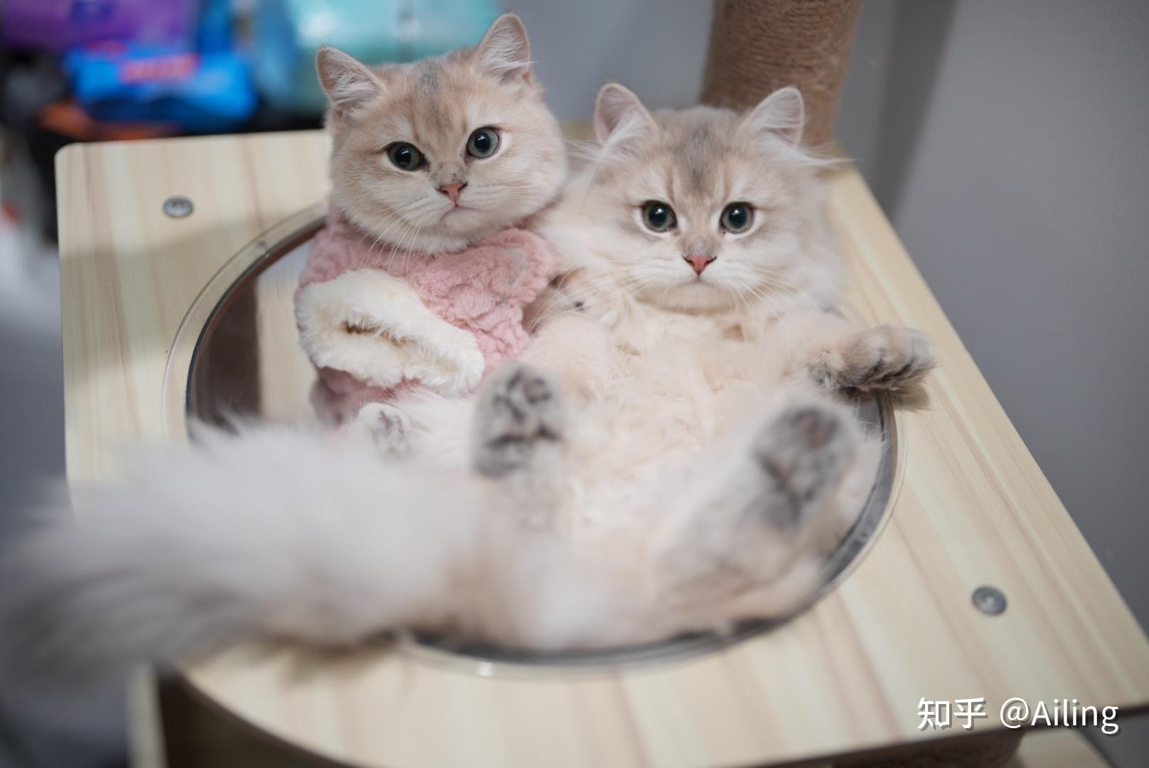 Ailing Zeng - 知乎