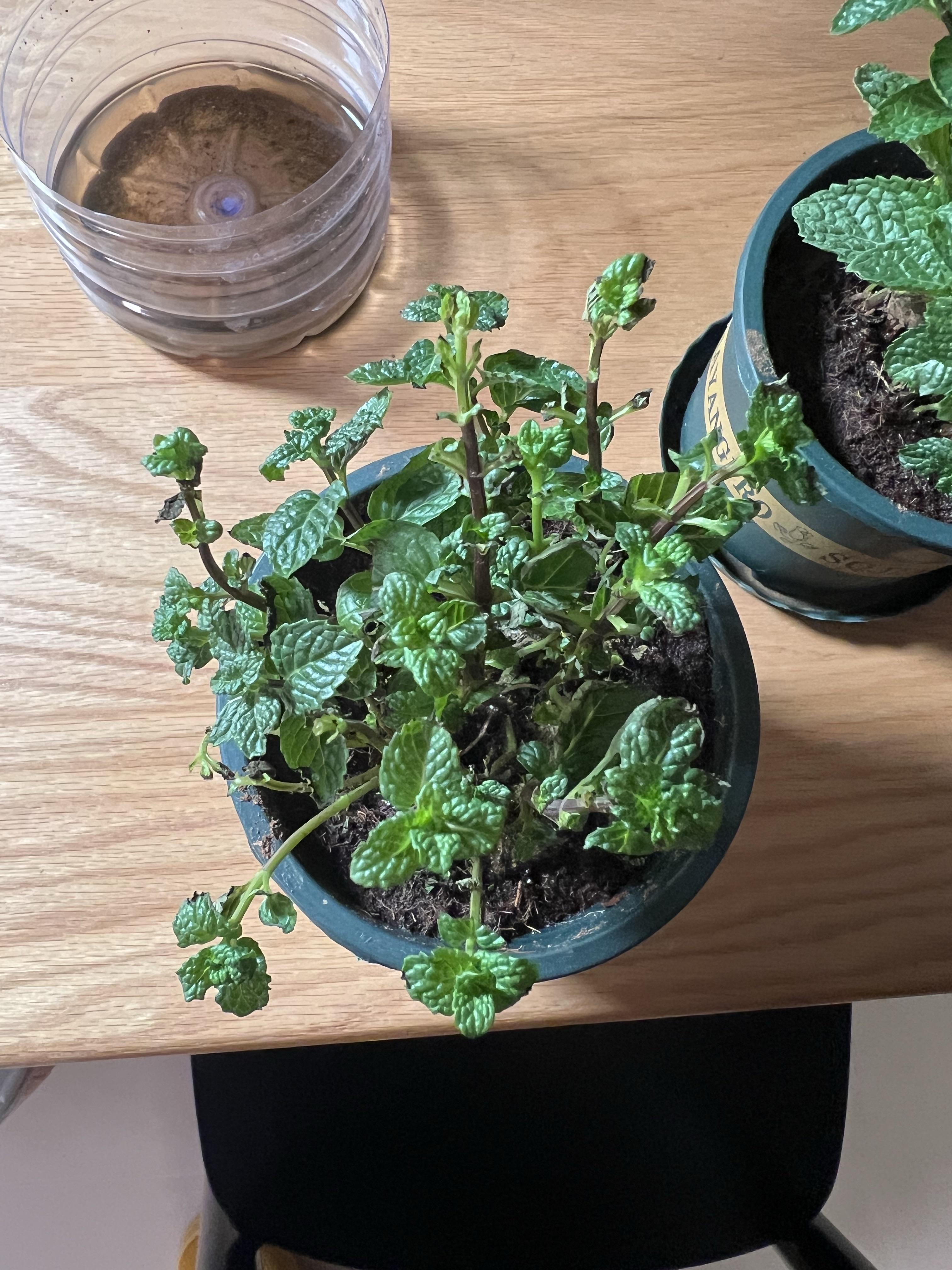 南楼归雁 的想法: 在长沙的冬天种薄荷 | #温馨治愈 在拼多多同时买的两盆薄荷，因为没买土，薄荷先到了之后拆开放阳台没管… - 知乎