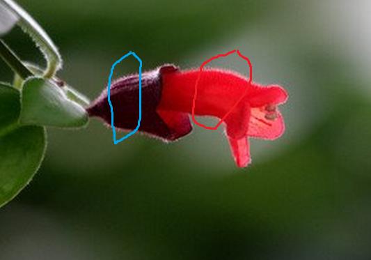 什麼是花筒、花萼筒、花冠筒？ - GetIt01