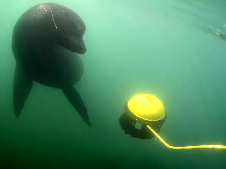 Seadrone“水下无人机” - 知乎