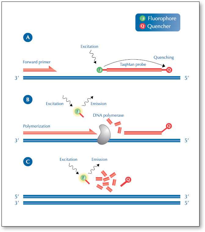 taqman 法定量 PCR 扩增的原理是什么? - 知乎
