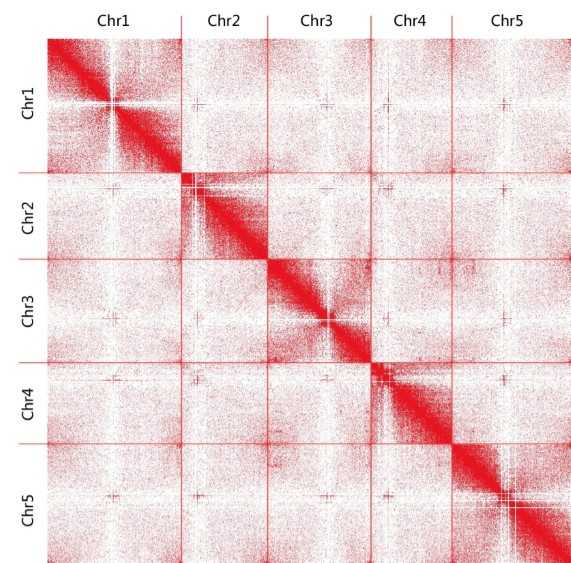 什么是 Hi-C 技术？为什么 Hi-C 技术这么火？ - 知乎