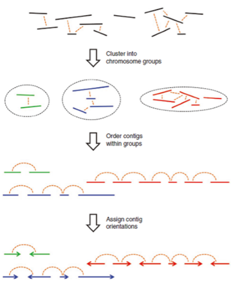 什么是 Hi-C 技术？为什么 Hi-C 技术这么火？ - 知乎