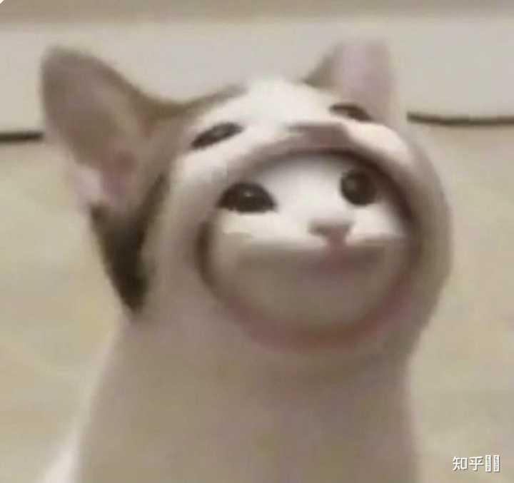 求最近比较火的pop猫的动态表情包？ - 知乎