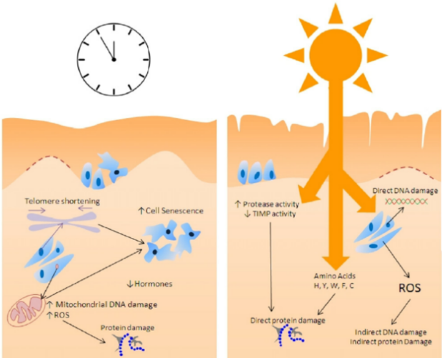 皮肤衰老的根本原因是什么呢？ - 知乎