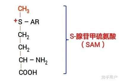 什么是SAM-e？ - 知乎
