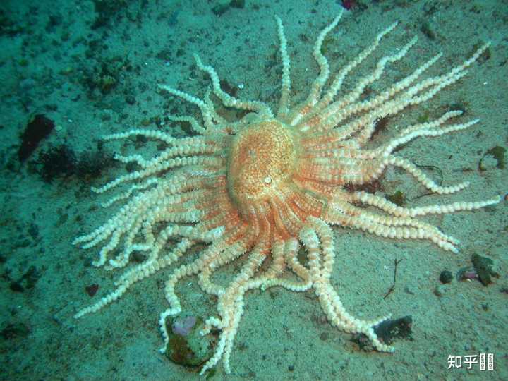 90 后女博士给新物种命名「派大星」，这是一种怎样的生物？物种命名一般有什么讲究？ - 知乎