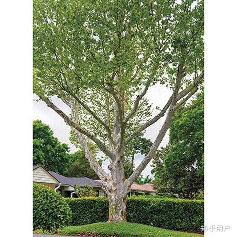 为什么flipped中把The Sycamore tree译为无花果树？ - 知乎