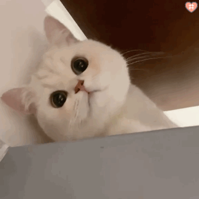 有这样的猫表情包的动图吗？ - 知乎