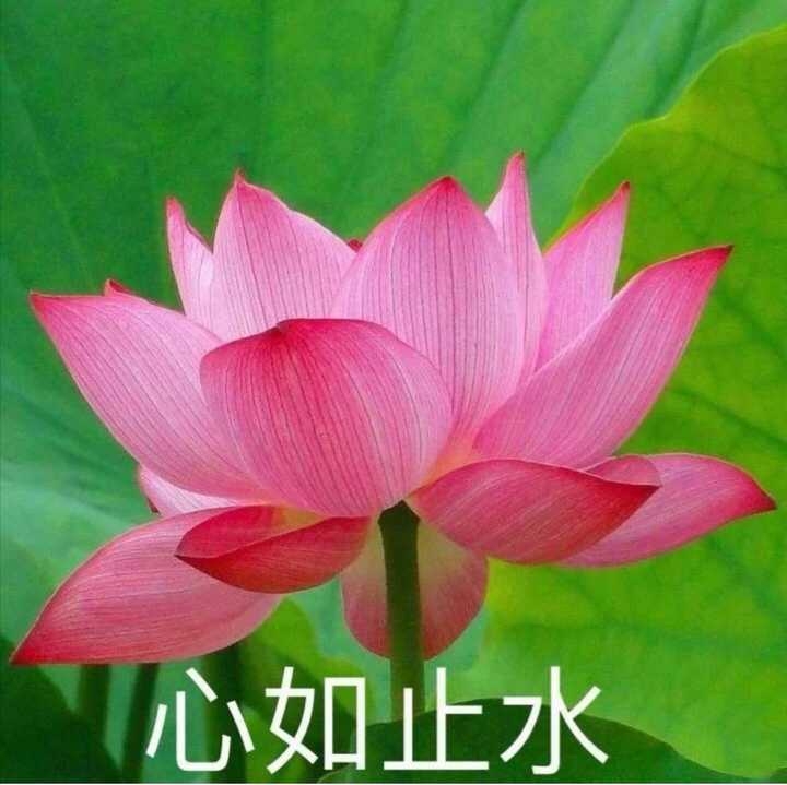 有哪些适合中年人用的头像 知乎