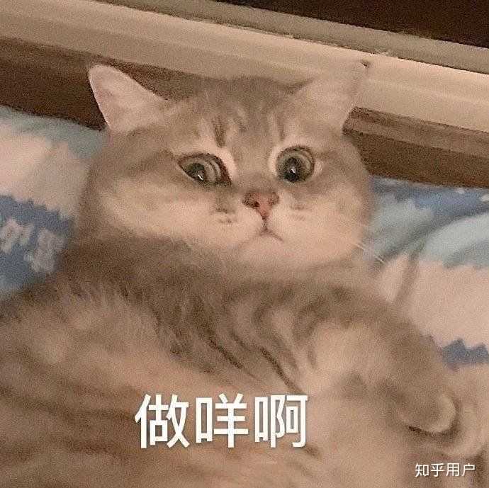 有什么特别可爱猫猫的动态图或表情包吗？ - 知乎
