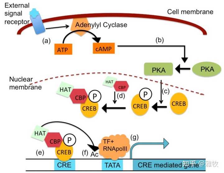 有没有逆转脑部衰老的方法？ - 知乎