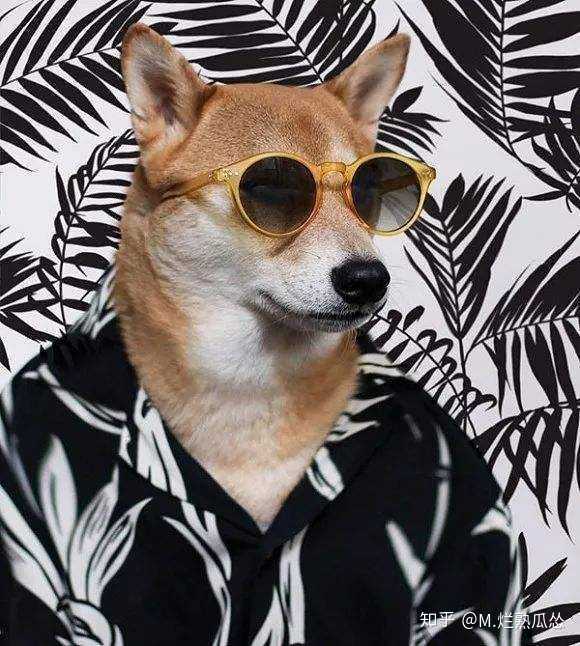 为什么很多男生很爱用狗的图片做头像？ - 知乎
