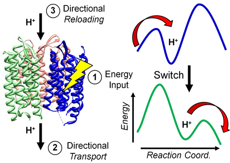 An Artificial Molecular Pump - 知乎