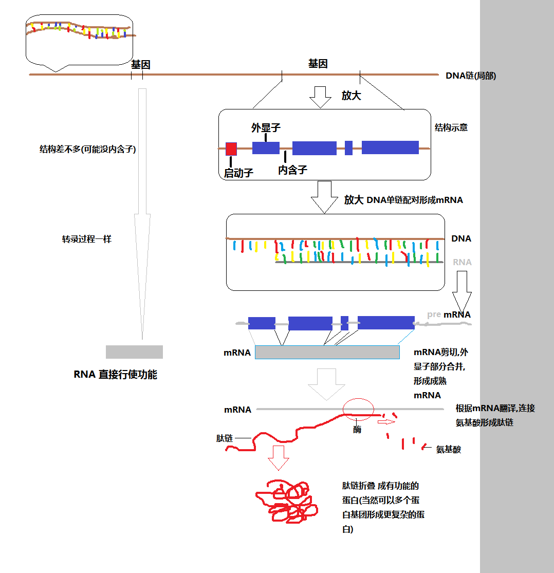 基因、染色体、蛋白质、dna、rna 之间的关系是什么? 知乎
