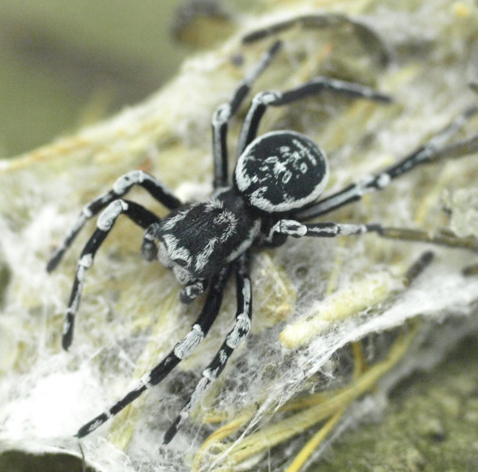 四饼！胡了！（蜘蛛目 隆头蛛科：Eresidae） - 知乎