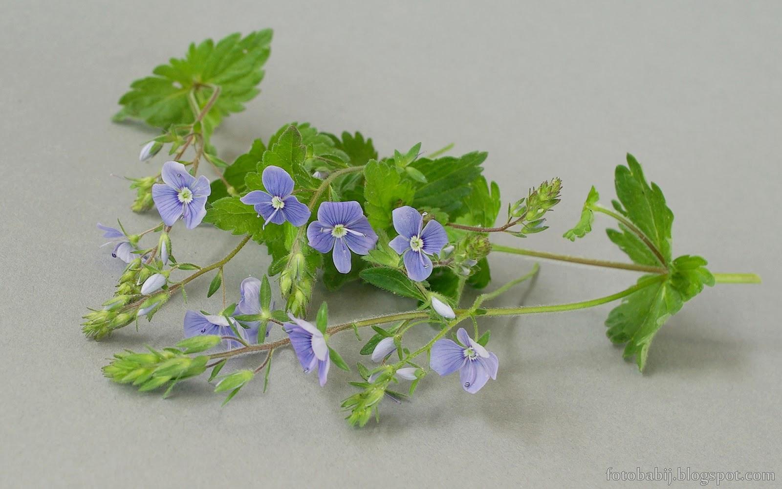 【花名册】春天在维罗尼卡的眼睛里 - 知乎