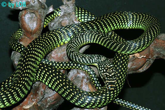 知乎日报 - 知乎