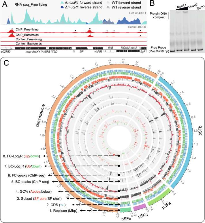 易基因｜ISME J：细菌ChIP-seq揭示外源基因沉默子对根瘤菌适应性演化的调控机制 - 深圳市易基因科技 - 博客园