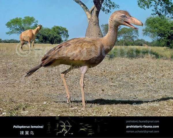 阿尔萨斯肉丸 的想法: “最后的骇鸟”——裸翼鸟(Psilopterus) … - 知乎