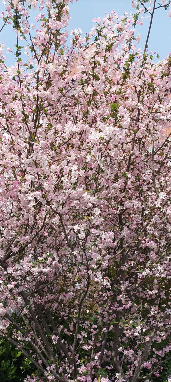 chengjun 的想法: #想法打卡挑战赛第5期# 到处开满花了，走… - 知乎