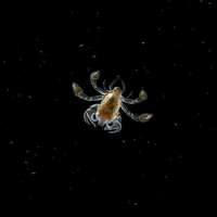 古明地恋 的想法: 画完了迷惑丽魔蟹 Callichimaera perplex… - 知乎