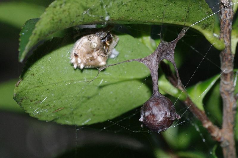 撩妹的蛾子哟，吃我一锤（园蛛科 Araneidae 乳突蛛族 Mastophoreae） - 知乎
