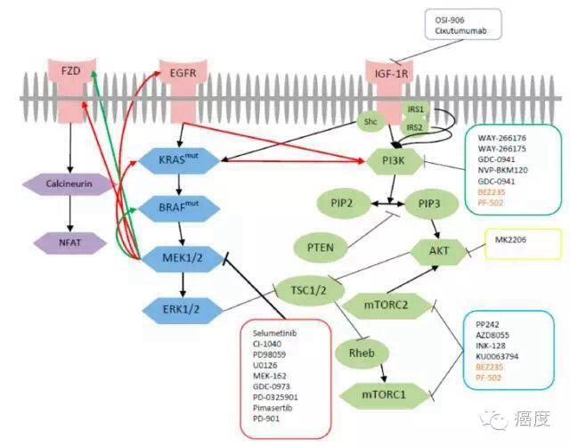 KRAS、BRAF与结直肠癌的靶向治疗 - 知乎