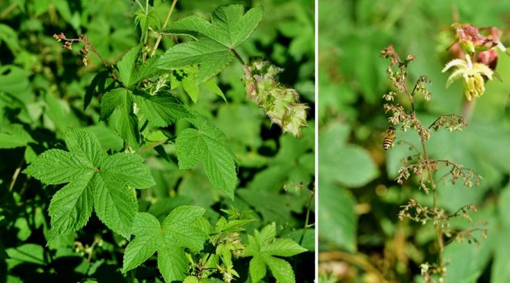 百花绚烂的背后—植物的性 Sex of Plants-The Art of flowers - 知乎