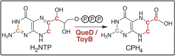 《超体》中开发大脑的CPH4存在吗？ - 知乎