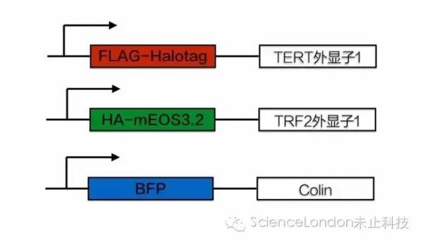 Cell：诺奖得主利用CRISPR技术取得细胞研究新突破 - 知乎