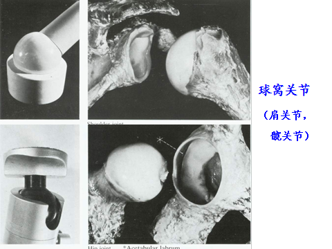 解剖学-关节总论 - 知乎
