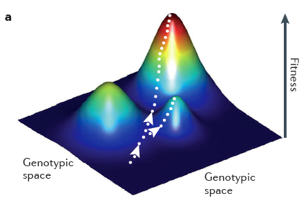 逃出生物进化的死胡同——从适应度地形（fitness landscape）谈起 - 知乎