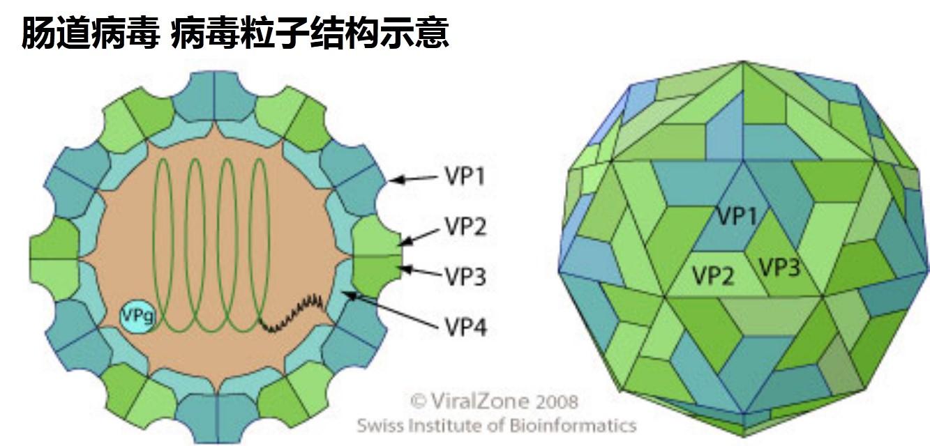 儿童“手足口病”最大的元凶——肠道病毒71型（EV71） - 知乎