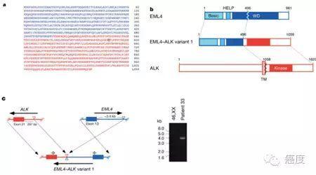 非小细胞肺癌EML4-ALK靶向药物机制及逆转耐药 - 知乎