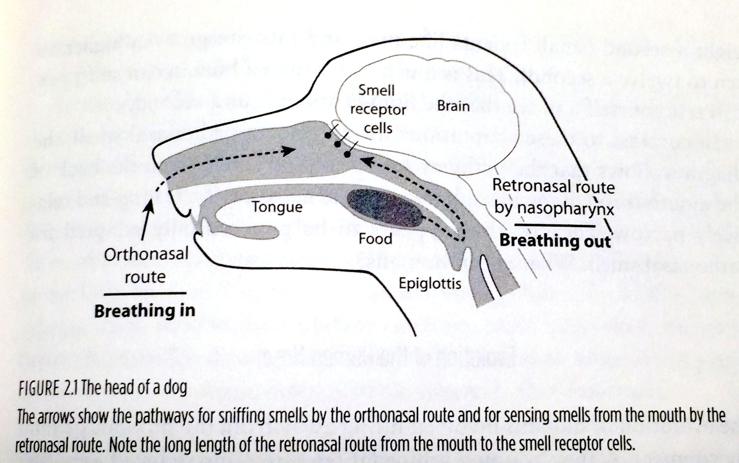 人类嗅觉：为啥你喜欢这个味道？ - 知乎