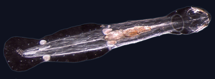 【黑水古生物4】奥陶纪——早三叠纪的牙形石奥泽克刺（Ozarkodina） - 知乎