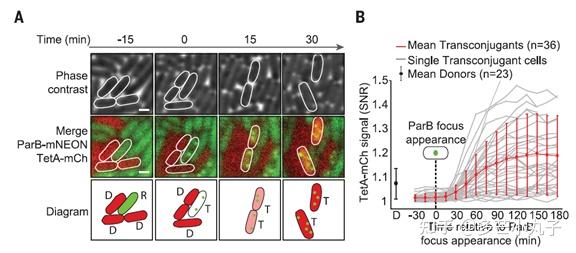 CellASIC® ONIX微流控芯片，让细菌“无处可逃” - 知乎