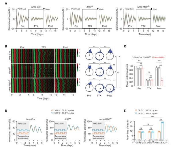 Science | 生物钟研究新进展！军事医学研究院李慧艳和张学敏团队发现大脑SCN神经元的初级纤毛是调控机体节律的细胞器 - 知乎