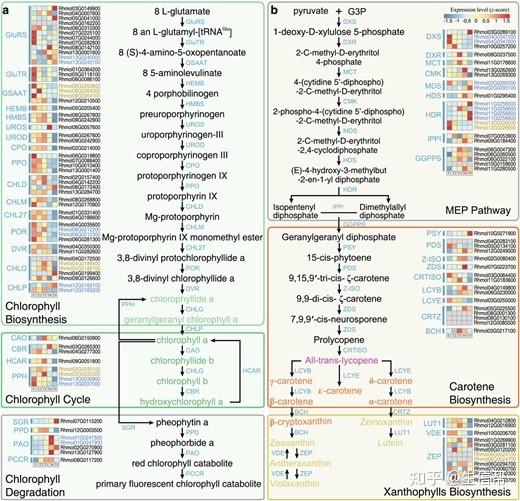 HR-杜鹃花T2T基因组 - 知乎