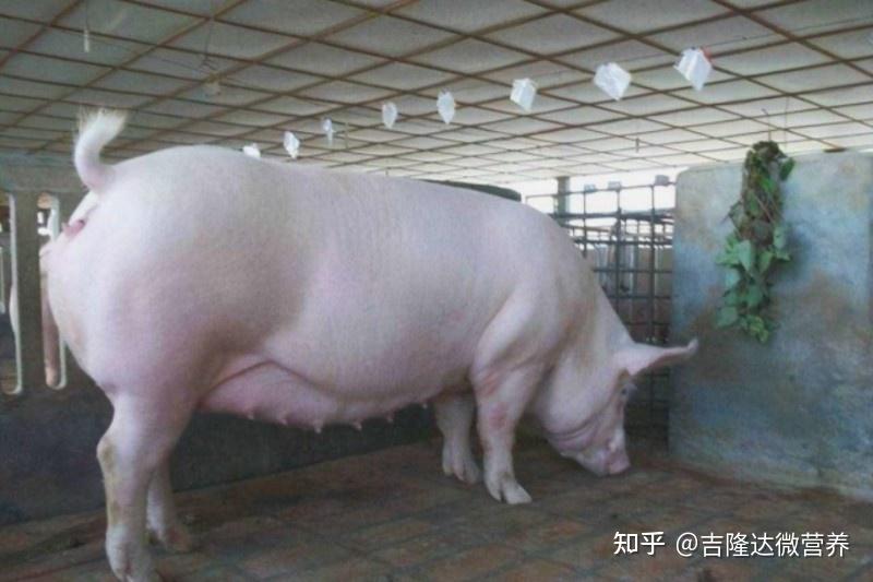 【养猪技术】母猪生产周期的饲养管理 知乎