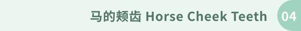 【科普】马牙齿的命名系统-Triadan Tooth Numbering System - 知乎