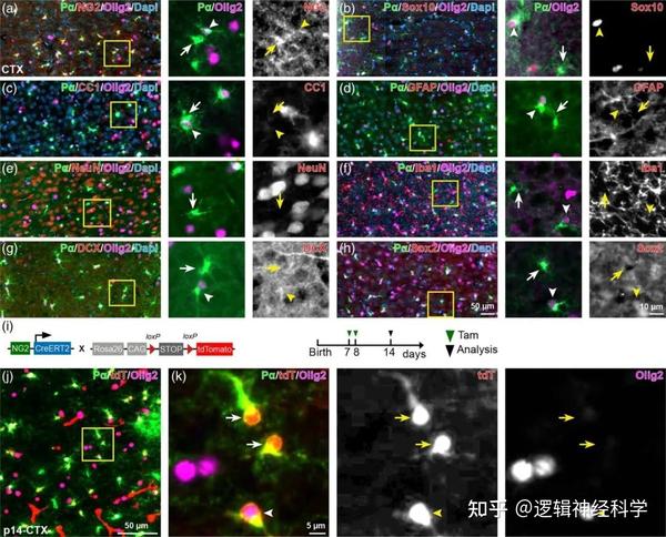 GLIA︱白贤淑/Frank Kirchhoff团队发现一群OPC不表达Olig2，急性脑损伤和学习活动可促进这群细胞的形成 - 知乎