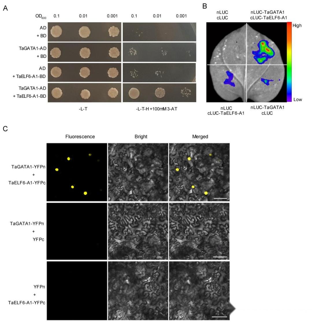 【J Integr Plant Biol】转录因子TaGATA1募集脱甲基酶TaELF6-A1从而促进小麦种子休眠 - 知乎