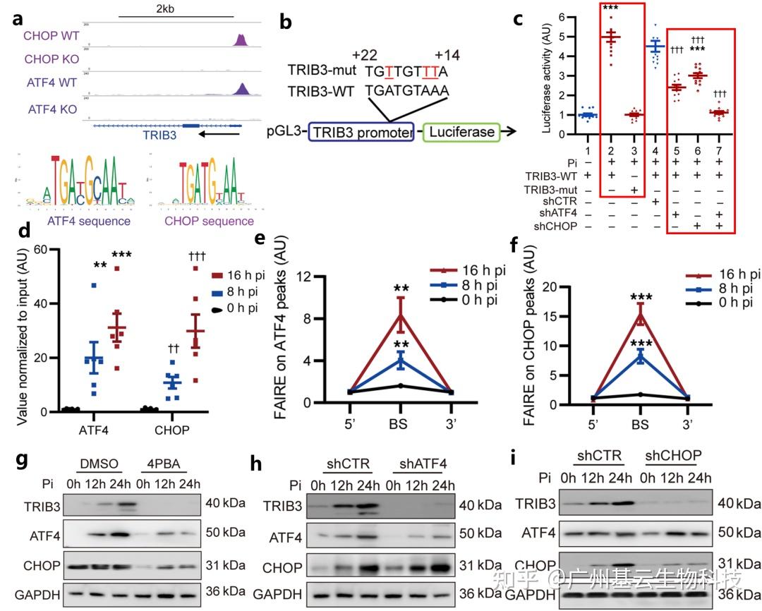 ATF4和CHOP在Pi刺激下诱导TRIB3转录 - 知乎