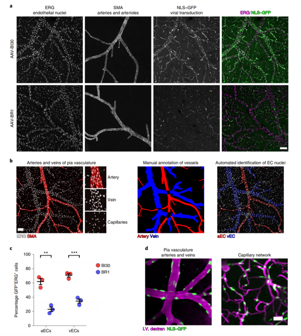 更多种AAV血清型被开发，组织特异性研究再添新选择！ - 知乎