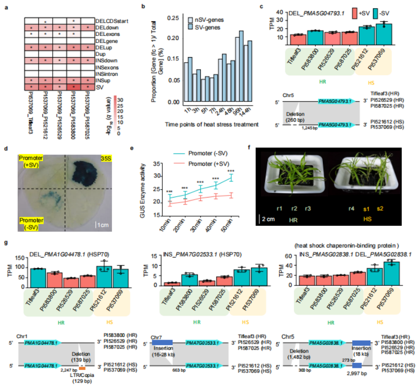 Nat Genet︱四川农业大学黄琳凯团队发现：首个牧草（美洲狼尾草）图形泛基因组揭示耐热新机制 - 知乎